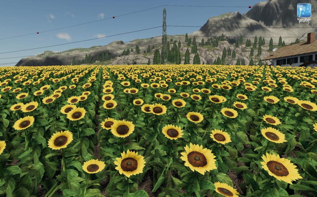Forgotten Plants - Sunflower/Canola v1.0 LS2019 - Farming Simulator ...